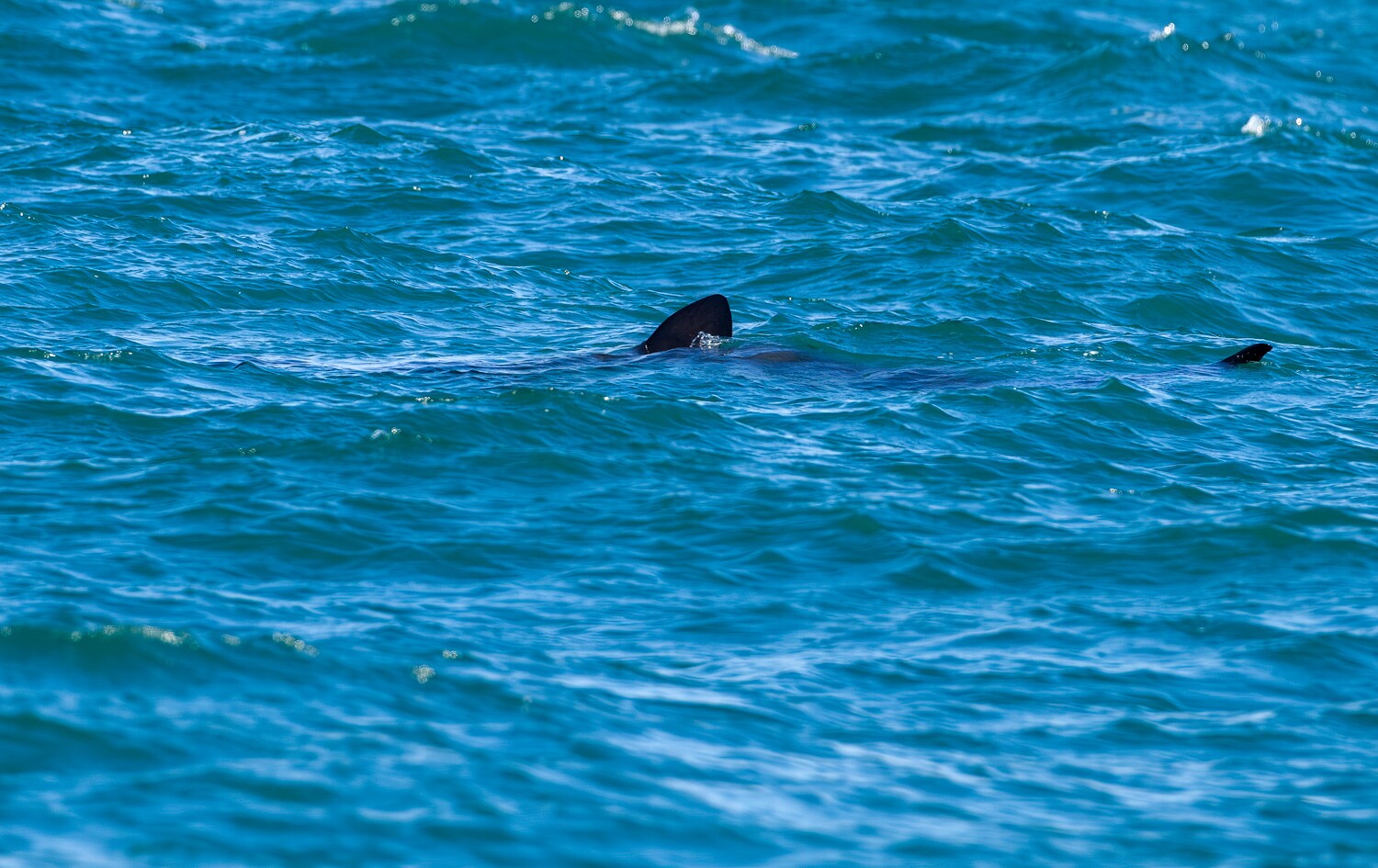 Fish wildlife photography