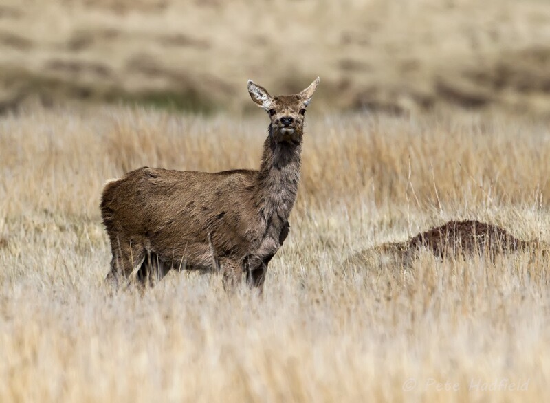 Red Deer wildlife photography
