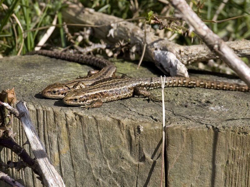 Common Lizard wildlife photography